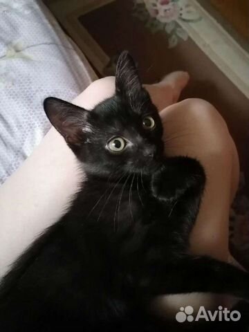 Котёнок черный мальчик