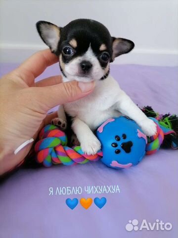 Тимоша,мини мальчик чихуахуа