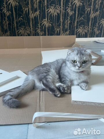 Манчкины кошки