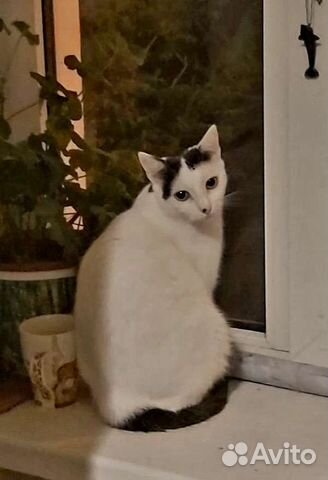 Кошечка Изабель ищет дом
