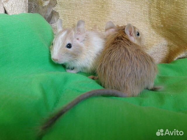 Бельчата Дегу