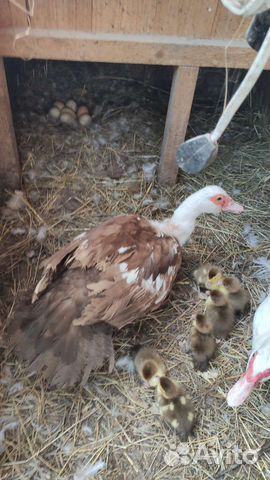 Мускусные утки