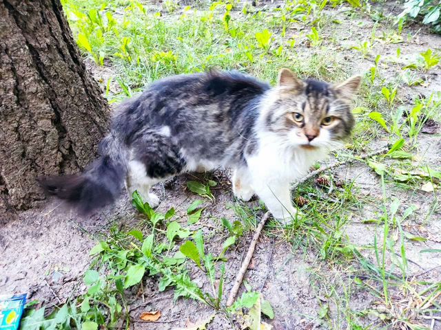 Преданный котяра ждет светлую душу и добрые руки