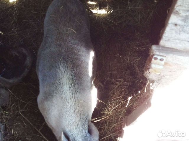 Вьетнамские вислобрюхие поросята