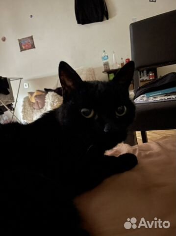 Кот