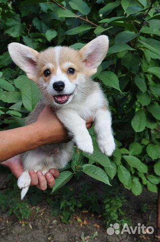 Вельш-корги пемброк малыши-коротыши