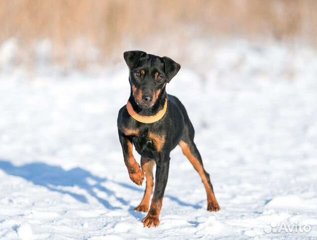 Собака Круэлла,ягдтерьер,10кг,1год