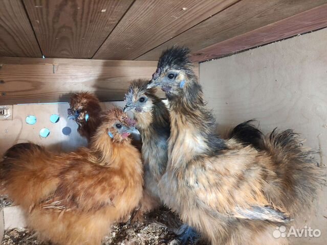 Китайские шелковые куры