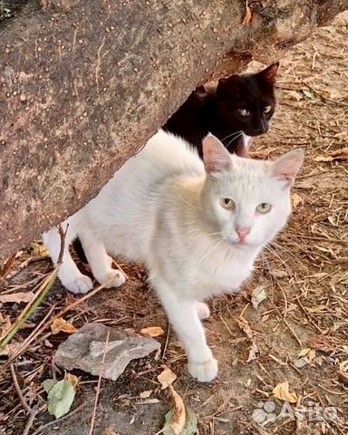 Кот бесплатно