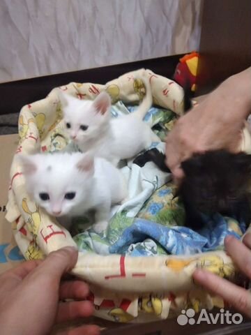 Обычные кошечки