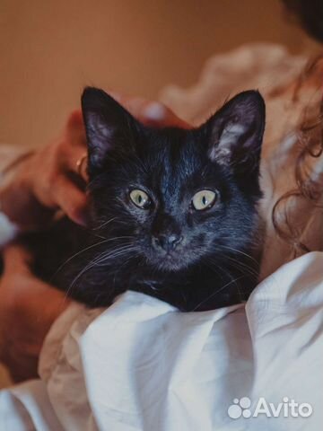 Котенок в добрые руки бесплатно