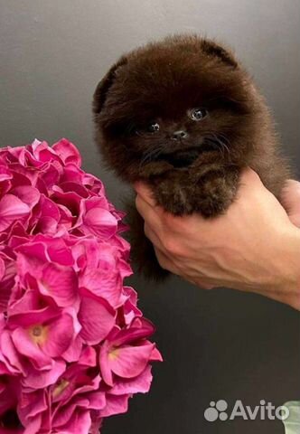 Щенки шпица мини