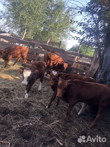 Телята бычки