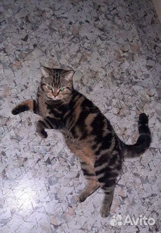 Шотландский кот на вязку