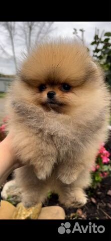 Померанский шпиц мини девочка куколка