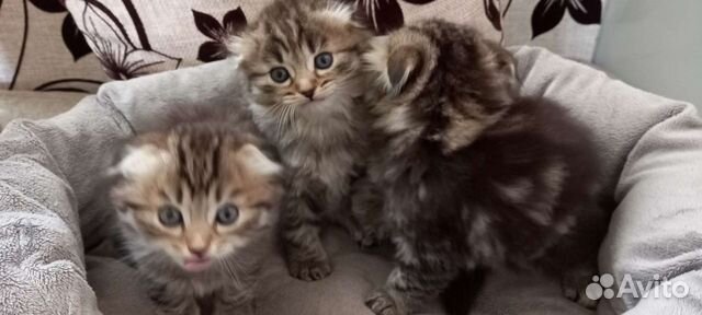 Британская вислоухая котики