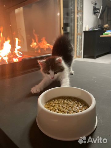 Крутой котенок