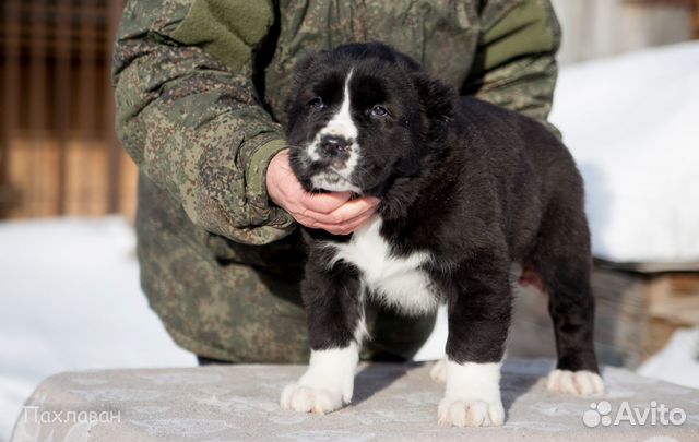 Щенок среднеазиатской овчарки, девочка