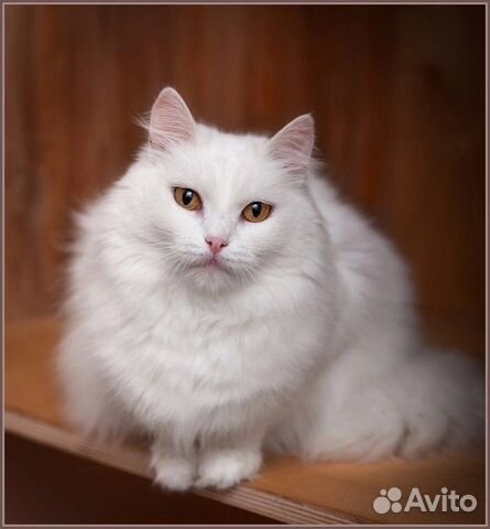 Роскошная красавица Зефирка