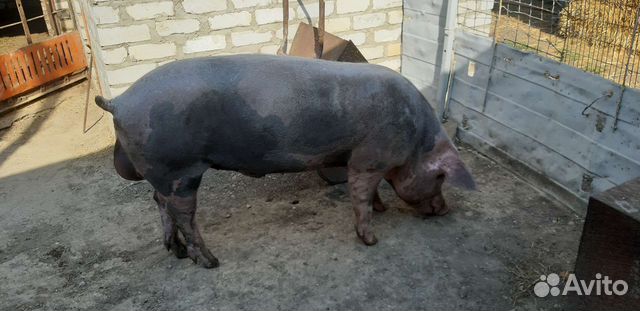 Хряк Пьетрен