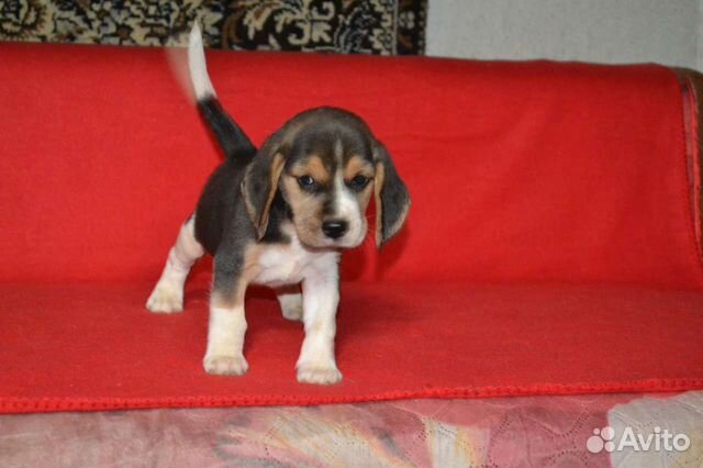 Щенки бигль