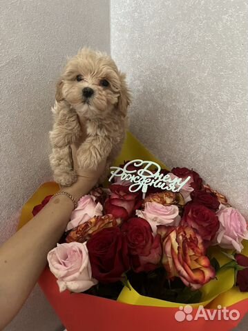 Мальтипу Ф1 мини мальчик карамельный