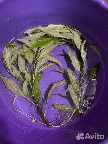 Лиммонник для аквариама