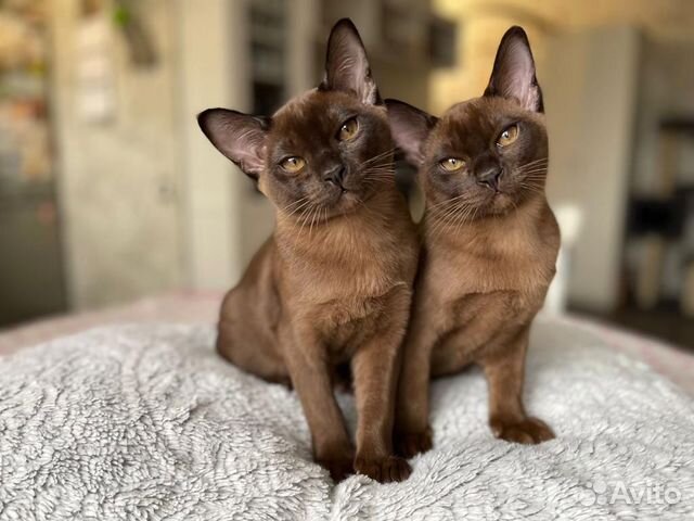 Бурманская кошка