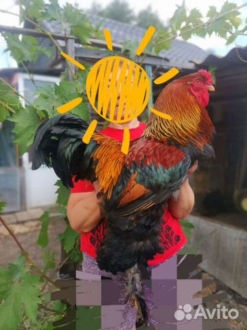 Петухи пород Брама куропатчатая и Кохинхин