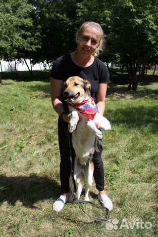 Собачка Зита в добрые руки