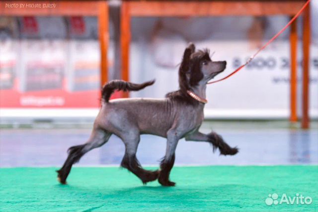 Черная лошадка