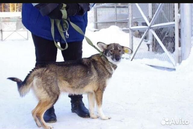 Собачки ждут свою семью)