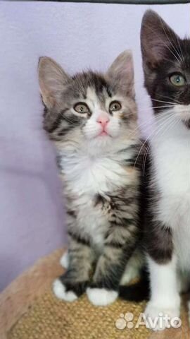 Котята Вареник и Ватрушка