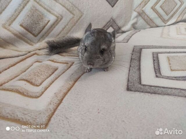 Продам шиншиллу