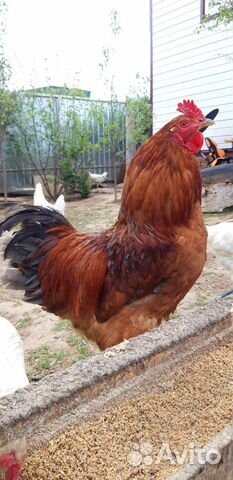 Петух Кучинская Юбилейная
