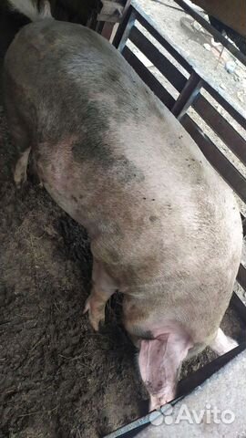 Продам хряка на племя