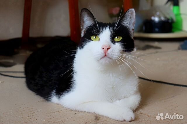 Котик - кабанчик Алекс