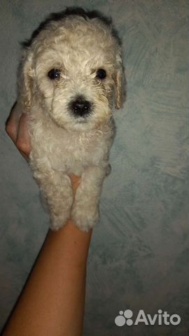 Пудель девочка