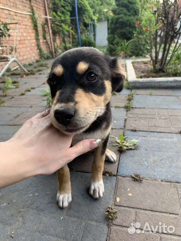 Щенок бесплатно