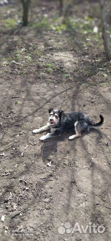 Молодой пёс, Ягдтерьер (помесь)