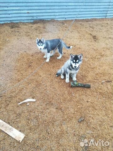 Сибирский хаски