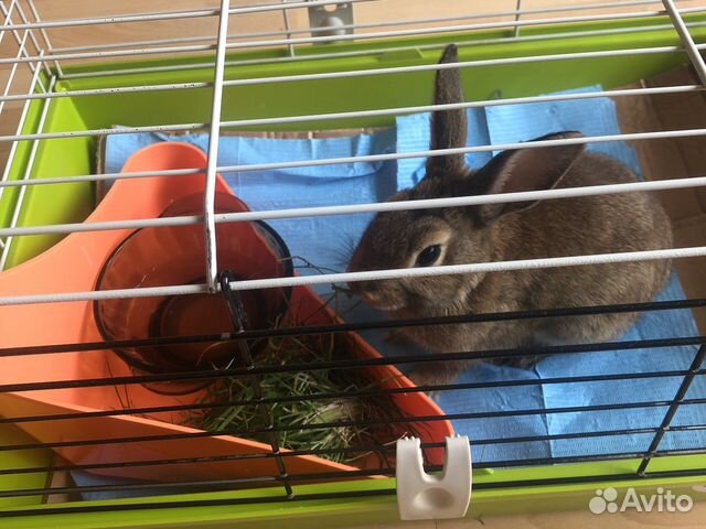 Декаративный кролик