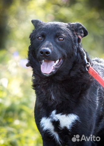 Собака в добрые руки