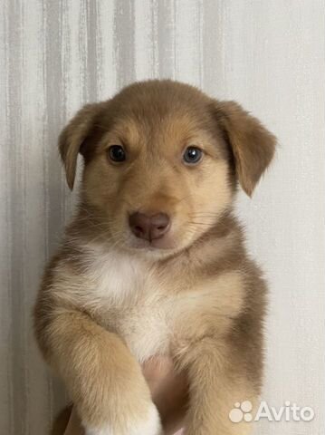 Щенок девочка 1,5 месяца