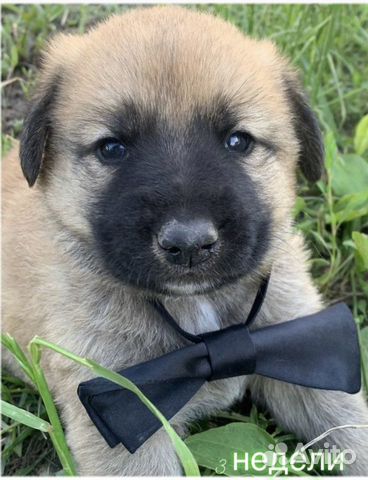 Щенки кавказской овчарки