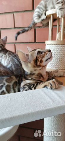 Бенгальские котята