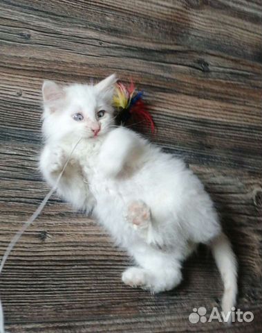 Турецкая ангора