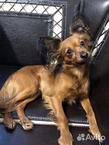 Щенки русский той-терьер