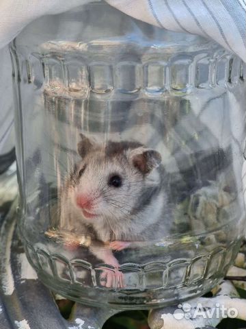 Сирийский хомяк бесплатно