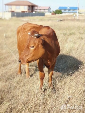 Коровы и телки